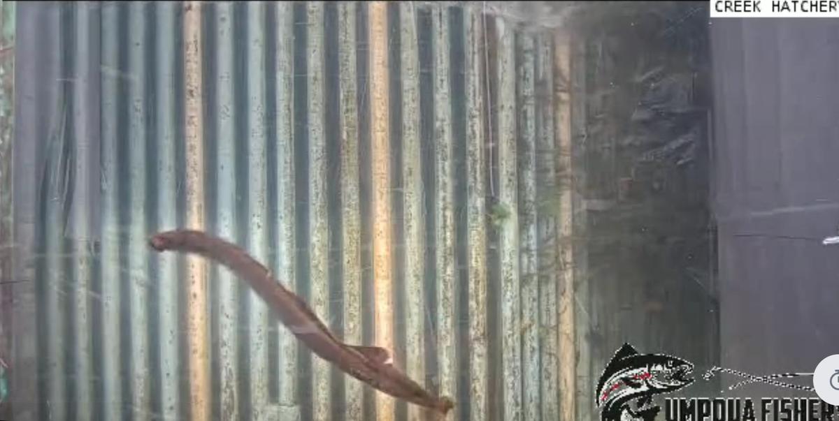 First 2025 Pacific Lamprey Spotted at Fish Ladder