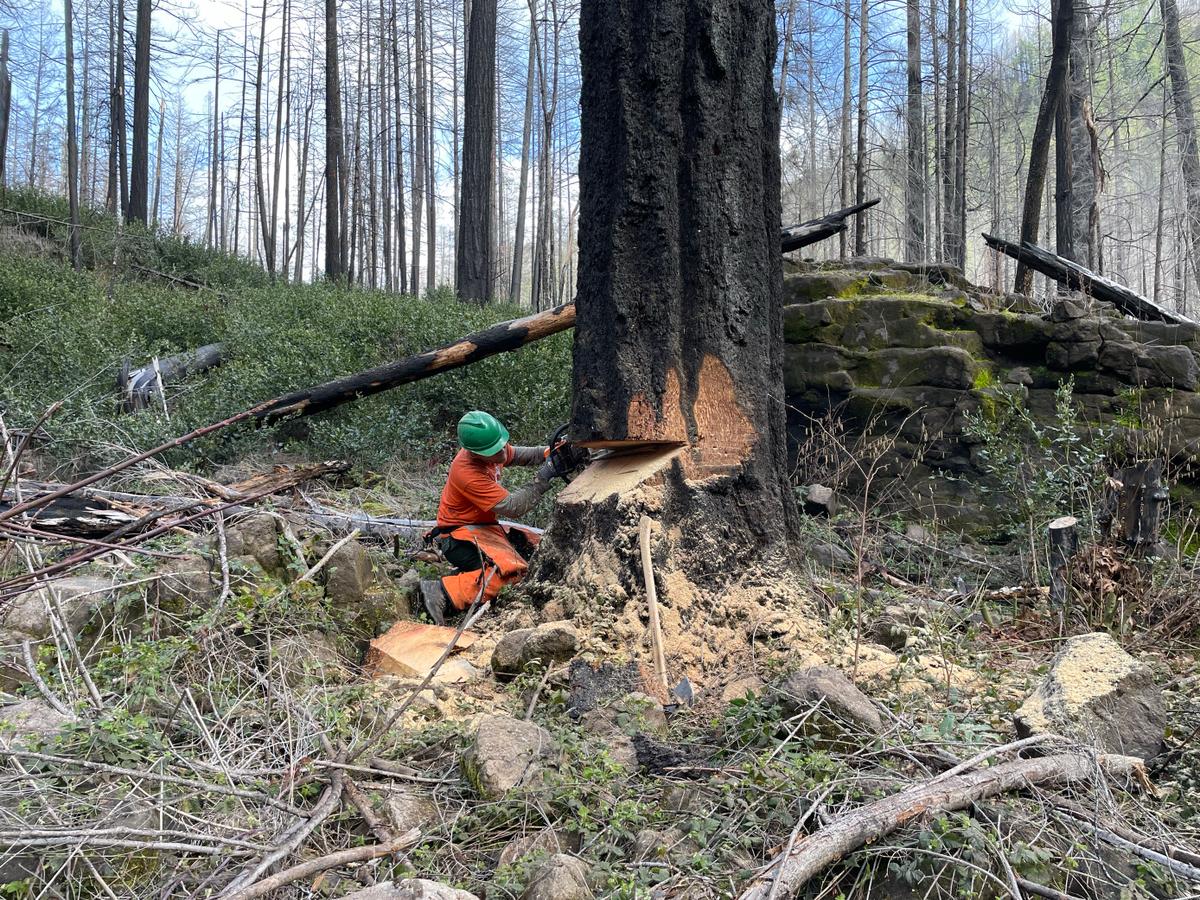 Fall Creek Falls Trail Closed for Hazard Tree Removal: April 3-4 ...