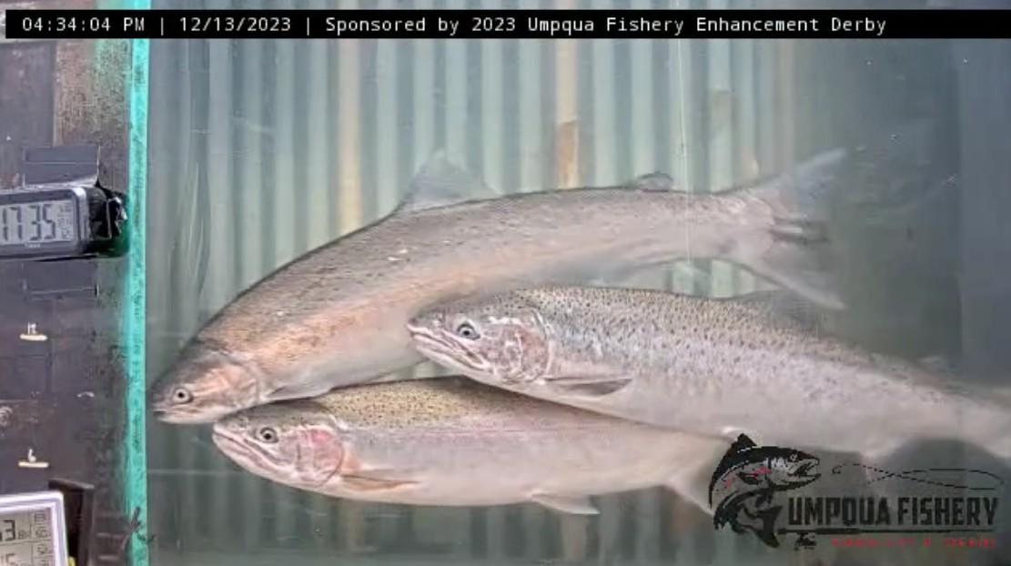 Umpqua Fish Derby Launches Fish Count Updates Utilizing Locally Built ...