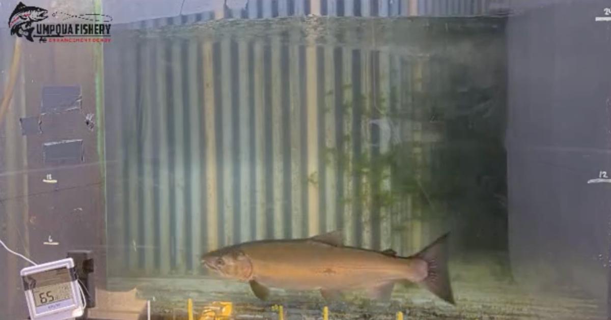 The First Coho Salmon of the Season