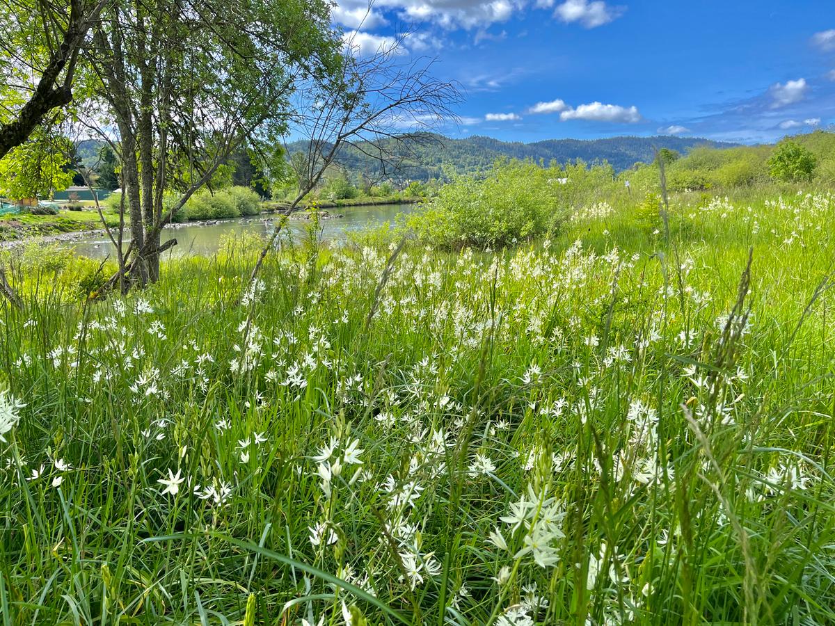 White Camas: A Spring Wildflower Spectacle in Oregon's Umpqua Valley