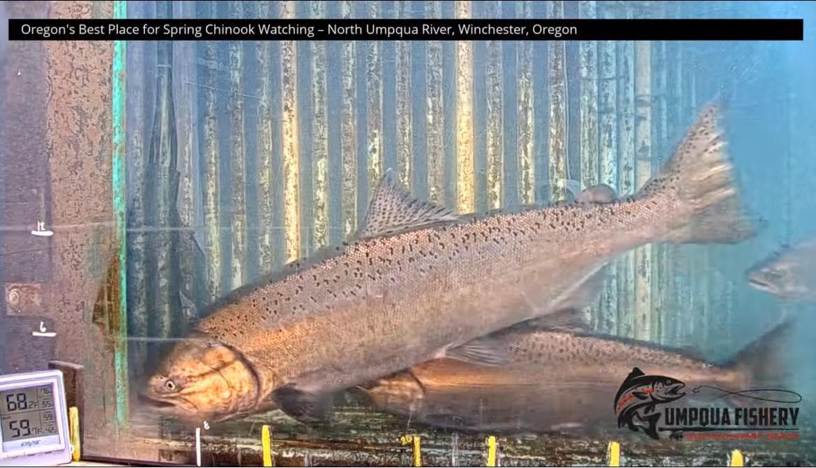 Wild Spring Chinook Harvest Prohibited on North and Mainstem Umpqua Rivers