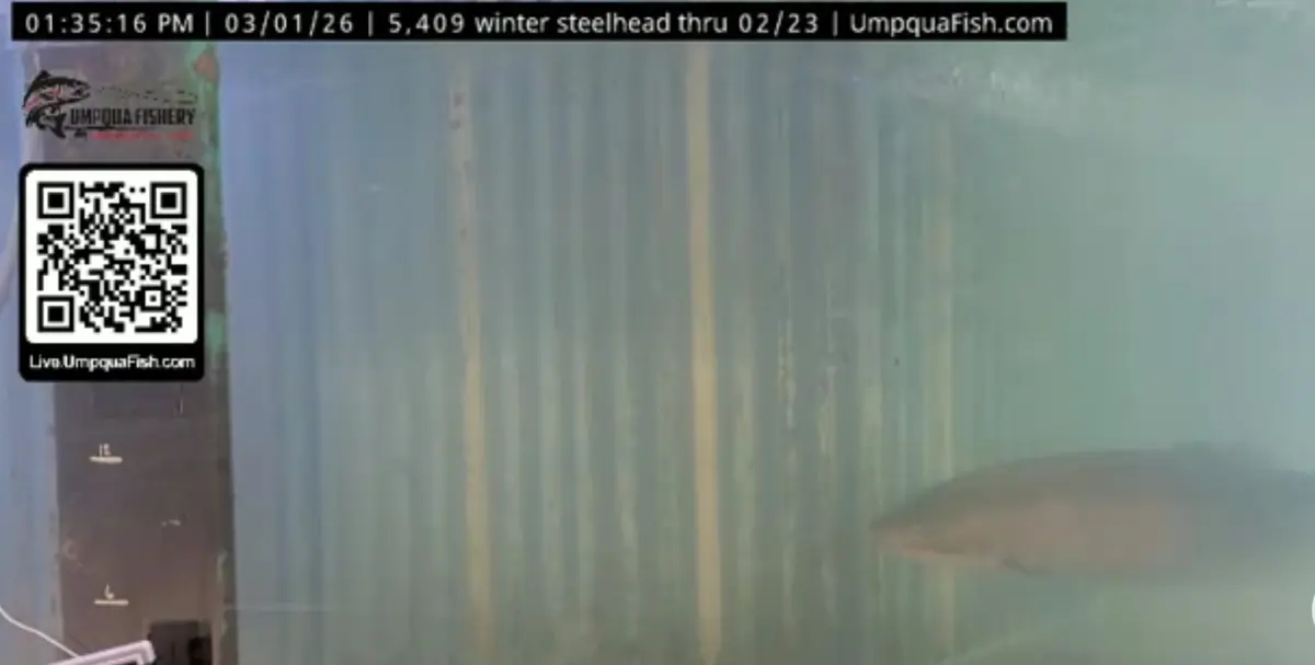 Watch Steelhead Easily Traverse the Fish Ladder — Umpqua Live Fish Cam