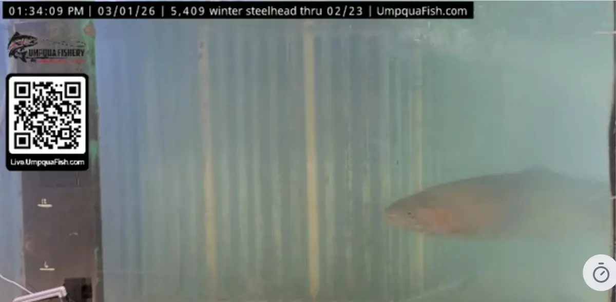 Watch Steelhead Easily Traverse the Fish Ladder — Umpqua Live Fish Cam