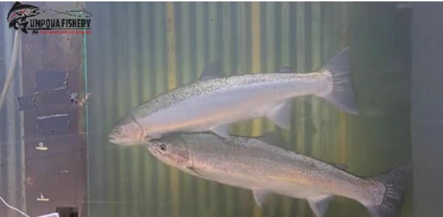 Winter Steelhead Run Off to a Strong Start — Umpqua Live Fish Cam