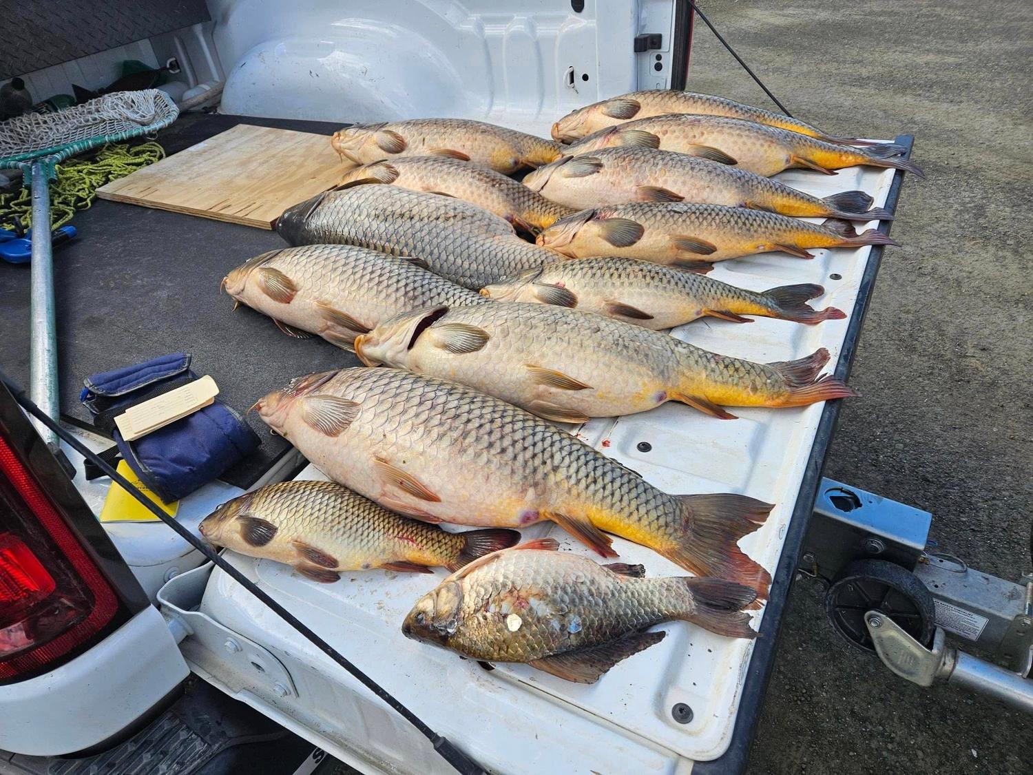 Common Carp Found in Cooper Creek Reservoir Concerns Biologists ...