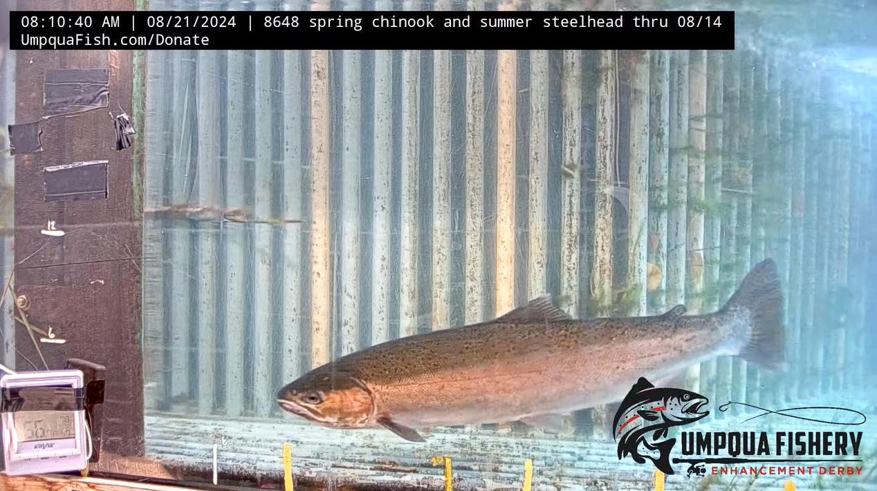 Fish Ladder Cam Operational Again! — Umpqua Live Fish Cam