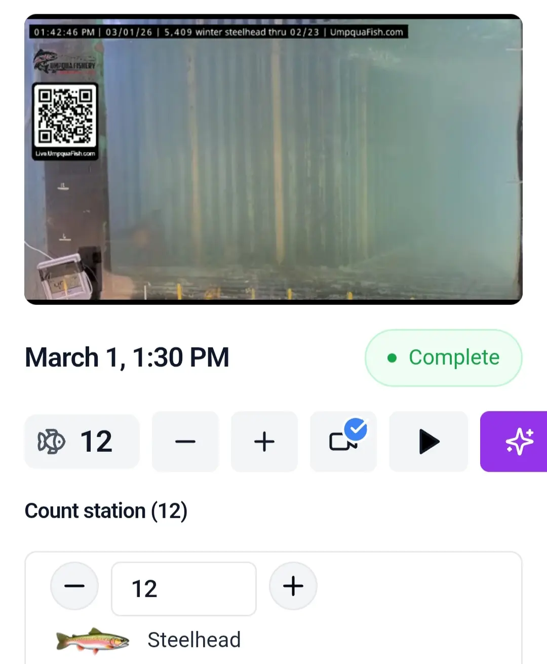 Watch Steelhead Easily Traverse the Fish Ladder — Umpqua Live Fish Cam